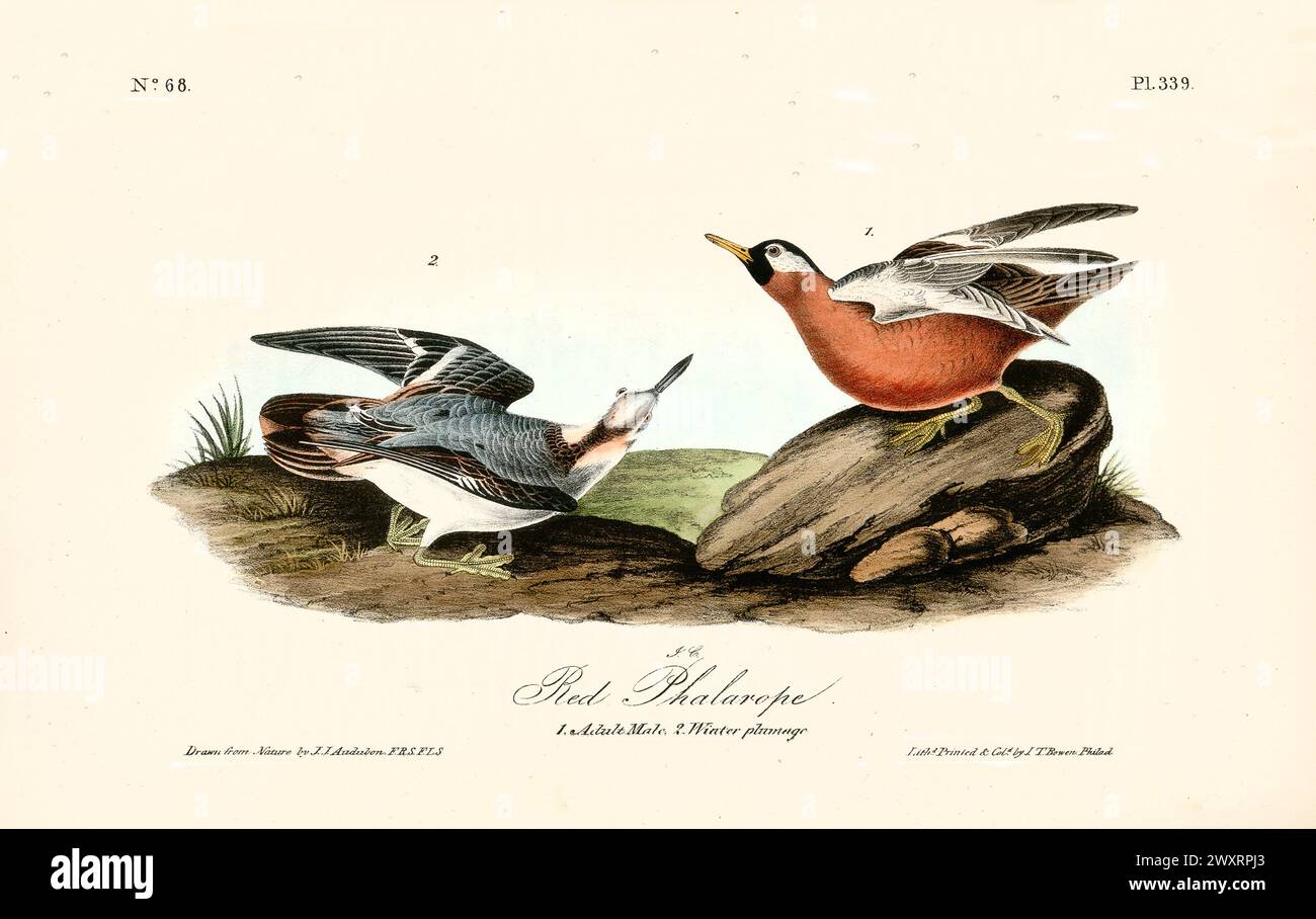 Phalarope drawing hi-res stock photography and images - Alamy