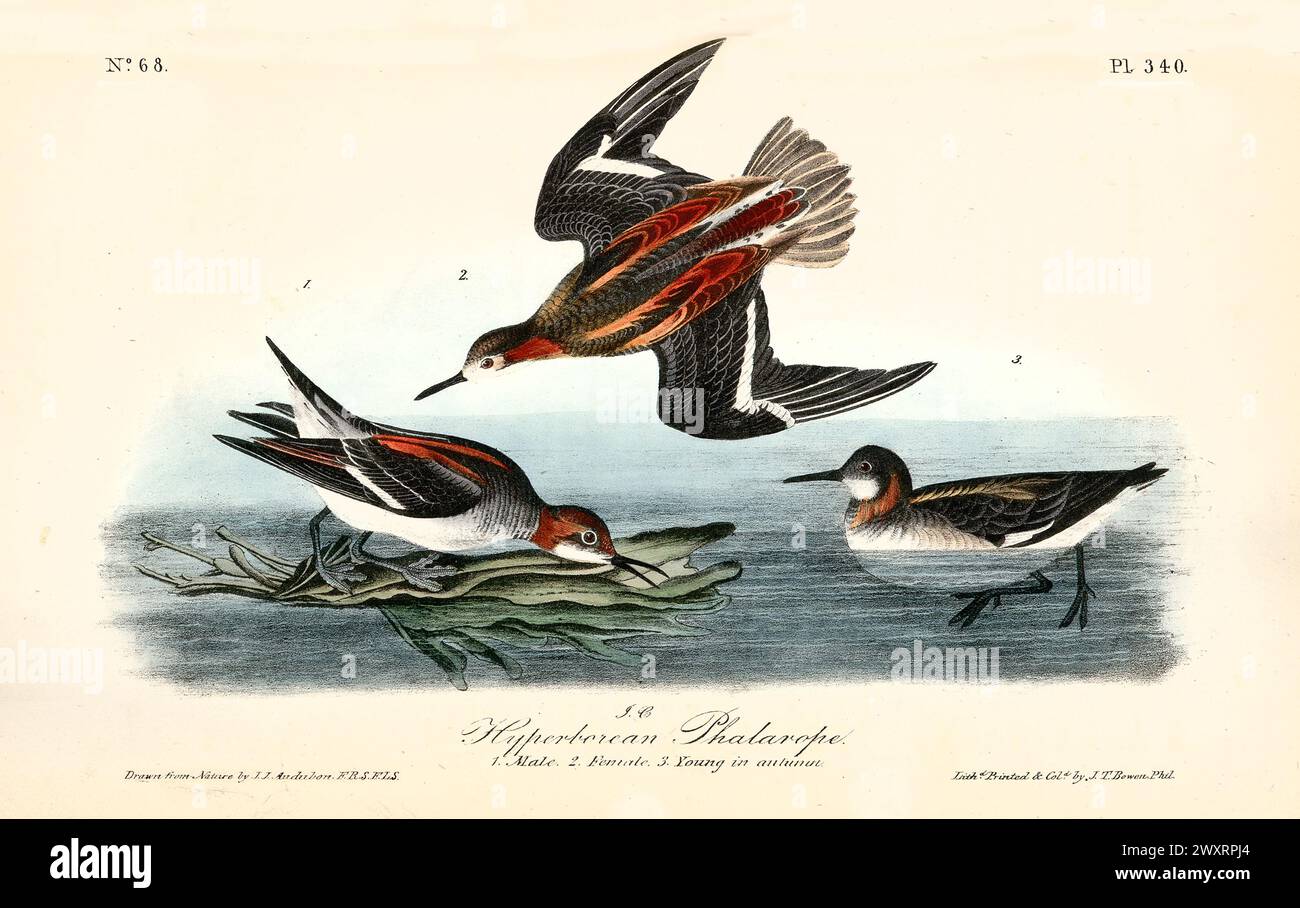 Hyperborean Phalaropes: male, female, and young in autumn, shown above ...