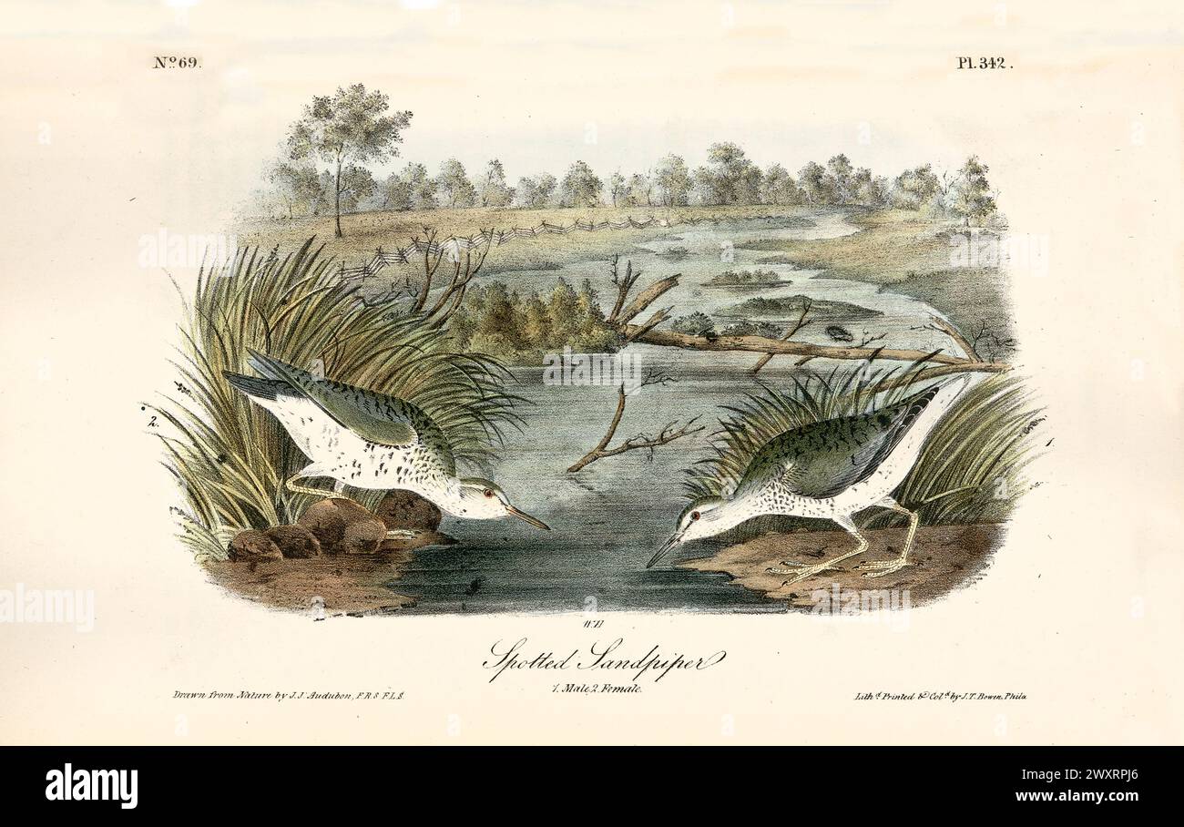 Spotted Sandpipers, male and female, at the edge of a calm stream amid ...