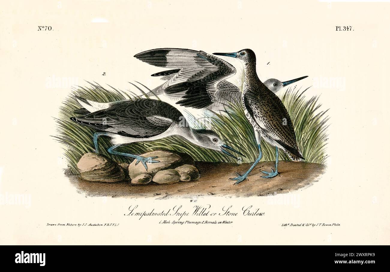 Semipalmated Snipe, Willet or Stone Curlew, male in spring plumage and ...