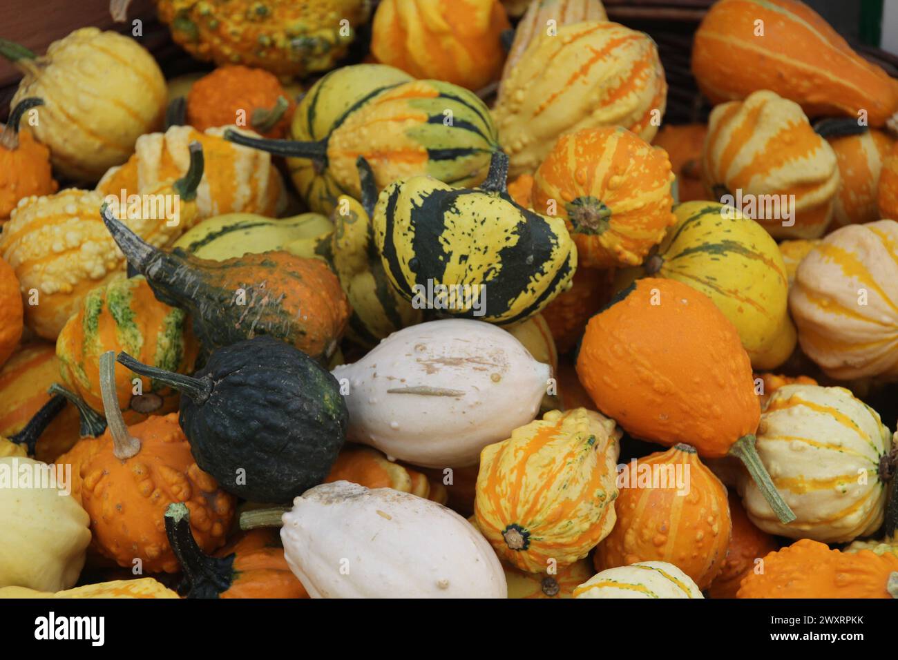 Tiny gourds hi-res stock photography and images - Alamy