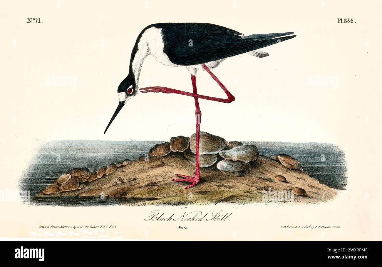 Black-necked Stilt male, standing on one leg with vivid red limbs on a ...