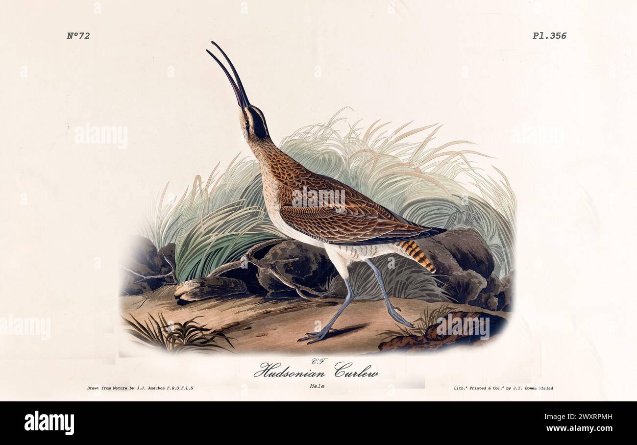 Hudsonian Curlew male with long curved bill, calling while standing on ...