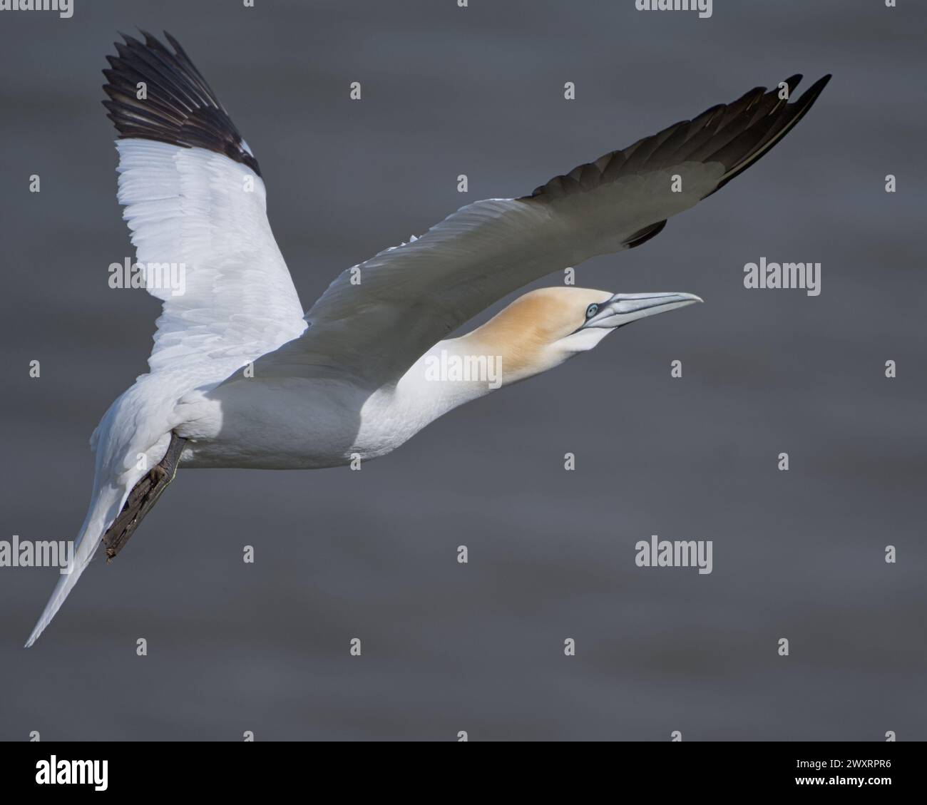 White feathered tail with some black feathers hi-res stock photography ...
