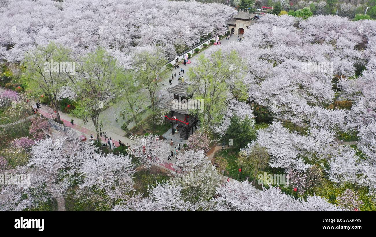 Aerial photo shows blooming cherry blossoms in Tangyun garden, Yanling ...