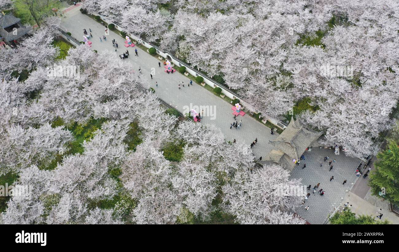 Aerial photo shows blooming cherry blossoms in Tangyun garden, Yanling ...