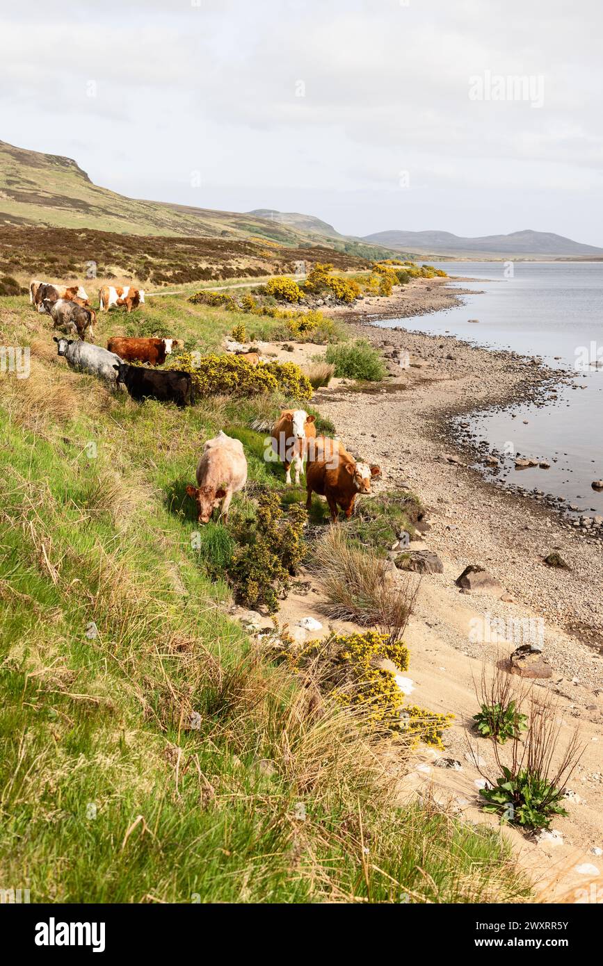 Grazing Scottish cows by a tranquil loch in the heart of Scotland ...