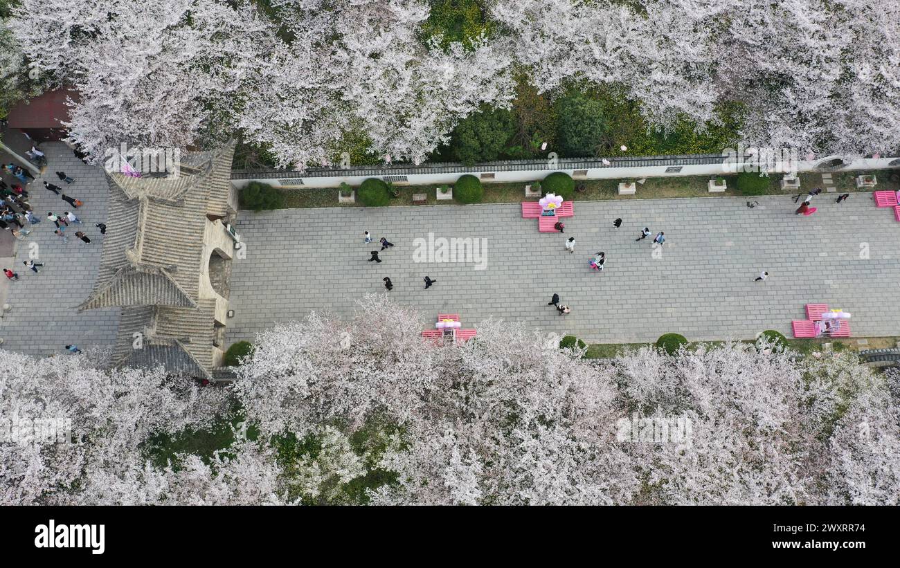 Aerial photo shows blooming cherry blossoms in Tangyun garden, Yanling ...