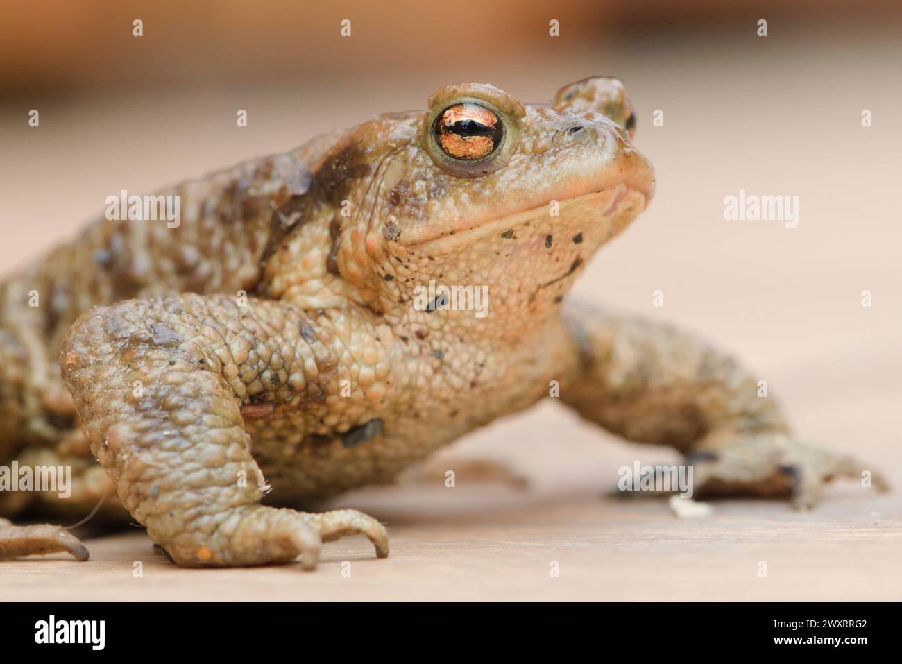 Common toad Bufo bufo female. Huge frog from Czech republic. Mating ...