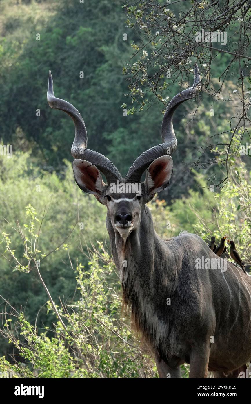 Kudu colour hi-res stock photography and images - Alamy