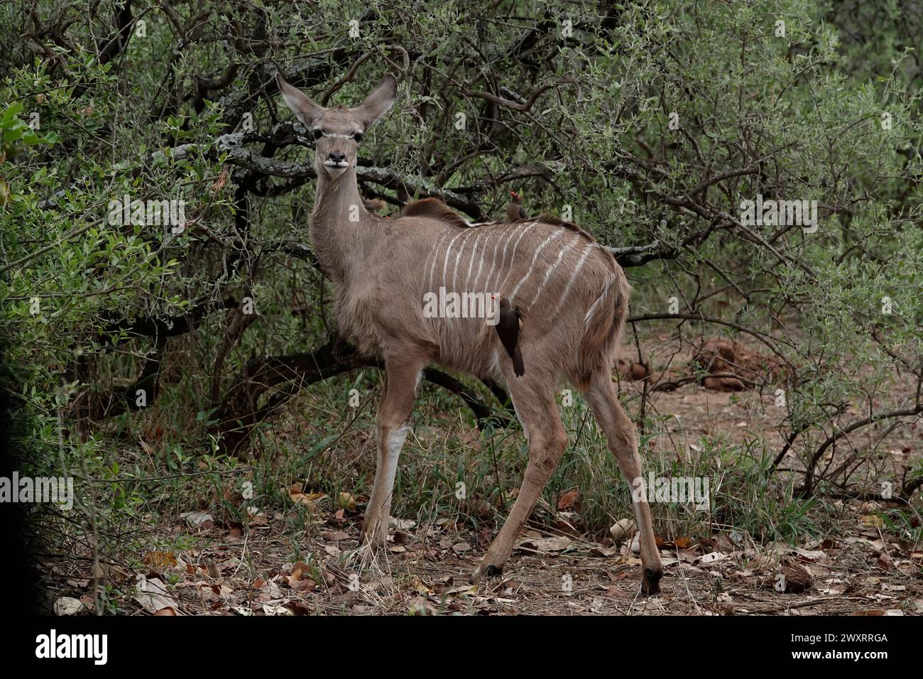 Kudu colour hi-res stock photography and images - Alamy