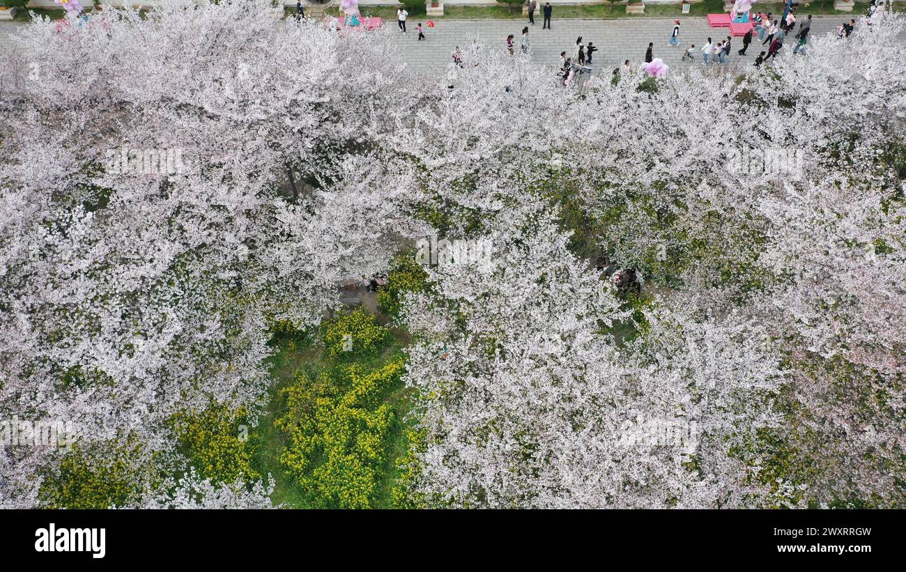 Aerial photo shows blooming cherry blossoms in Tangyun garden, Yanling ...