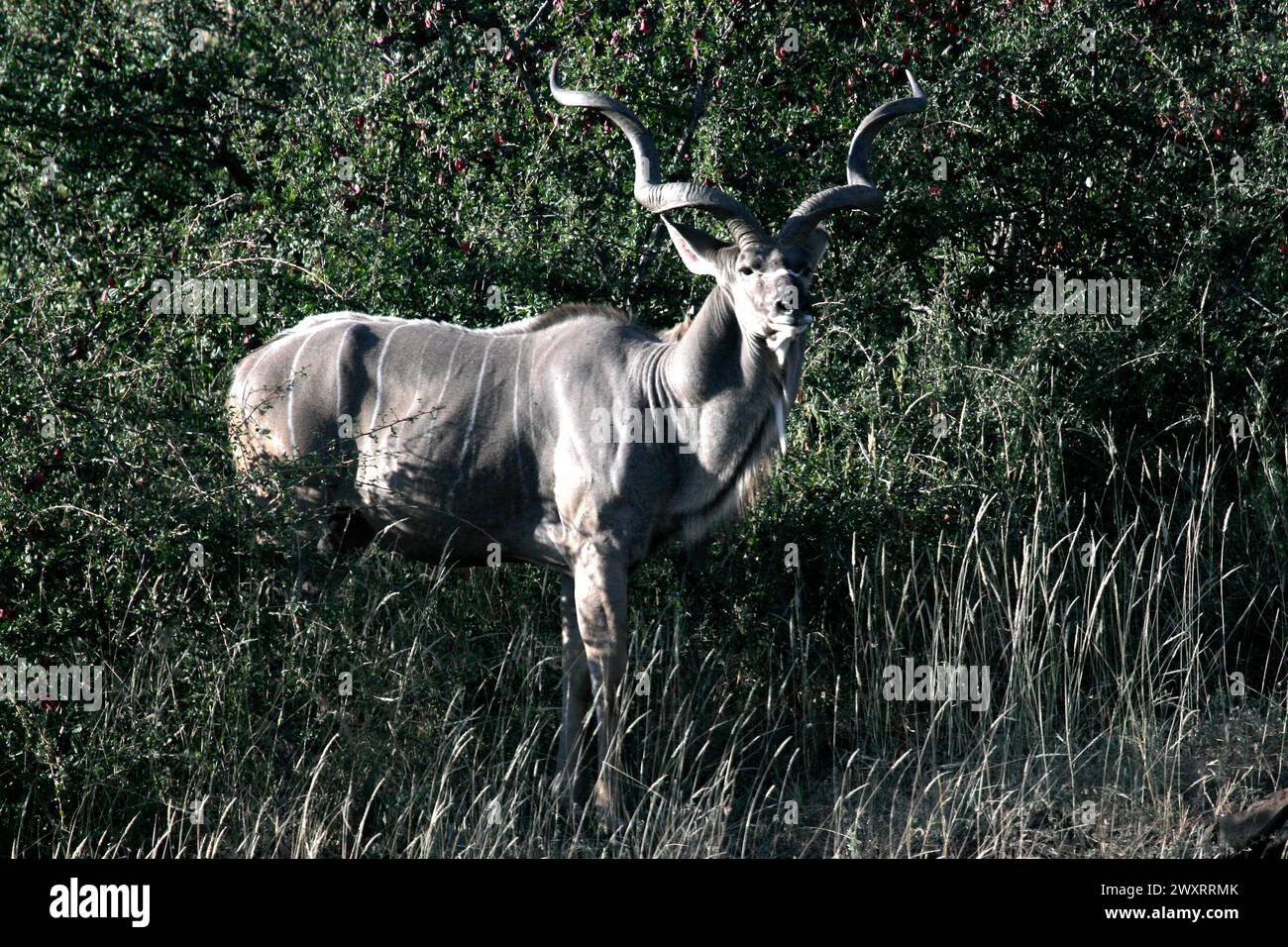 Kudu colour hi-res stock photography and images - Alamy
