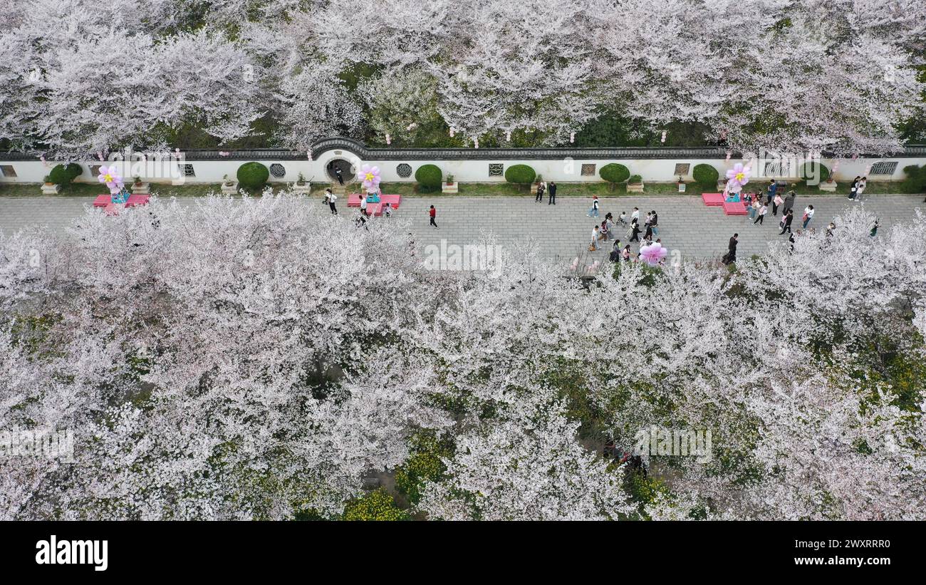 Aerial photo shows blooming cherry blossoms in Tangyun garden, Yanling ...