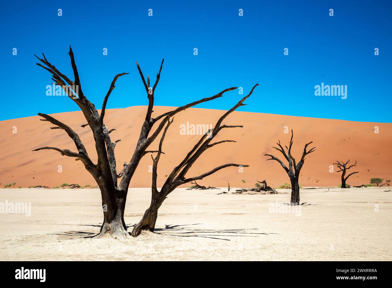 A scenic view of fossilized trees amongst sand dunes at Deadvlei ...