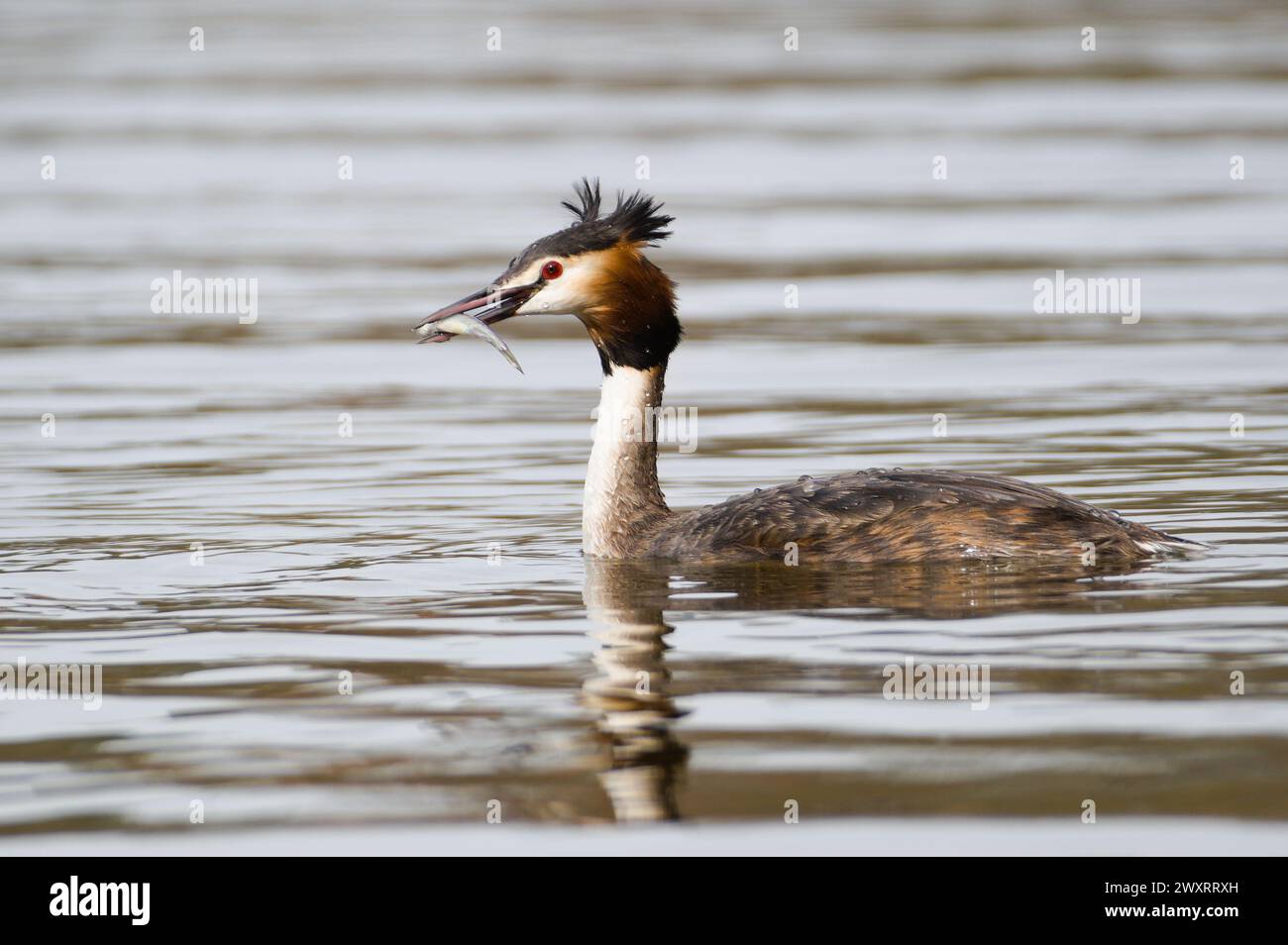 Waterfowl Podiceps cristatus aka Great crested grebe is eating fish ...