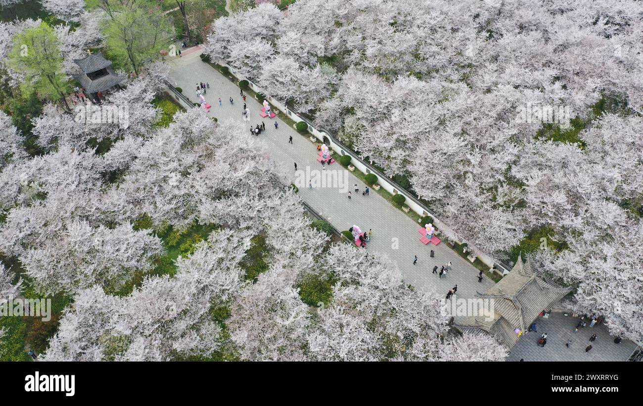 Aerial photo shows blooming cherry blossoms in Tangyun garden, Yanling ...