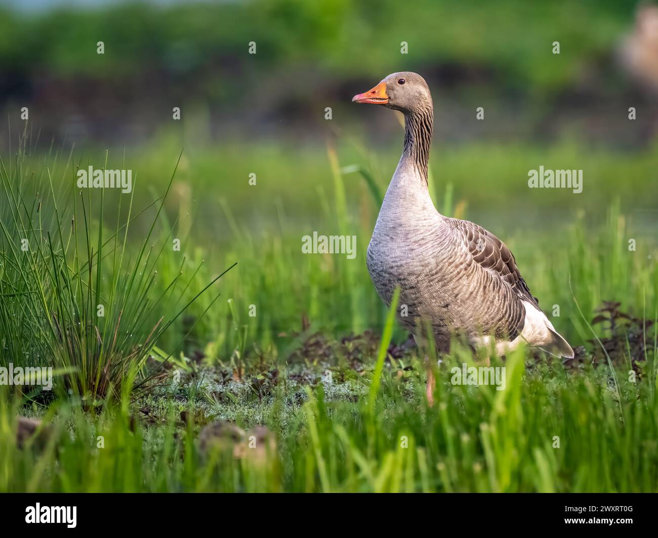 Tall goose hi-res stock photography and images - Alamy