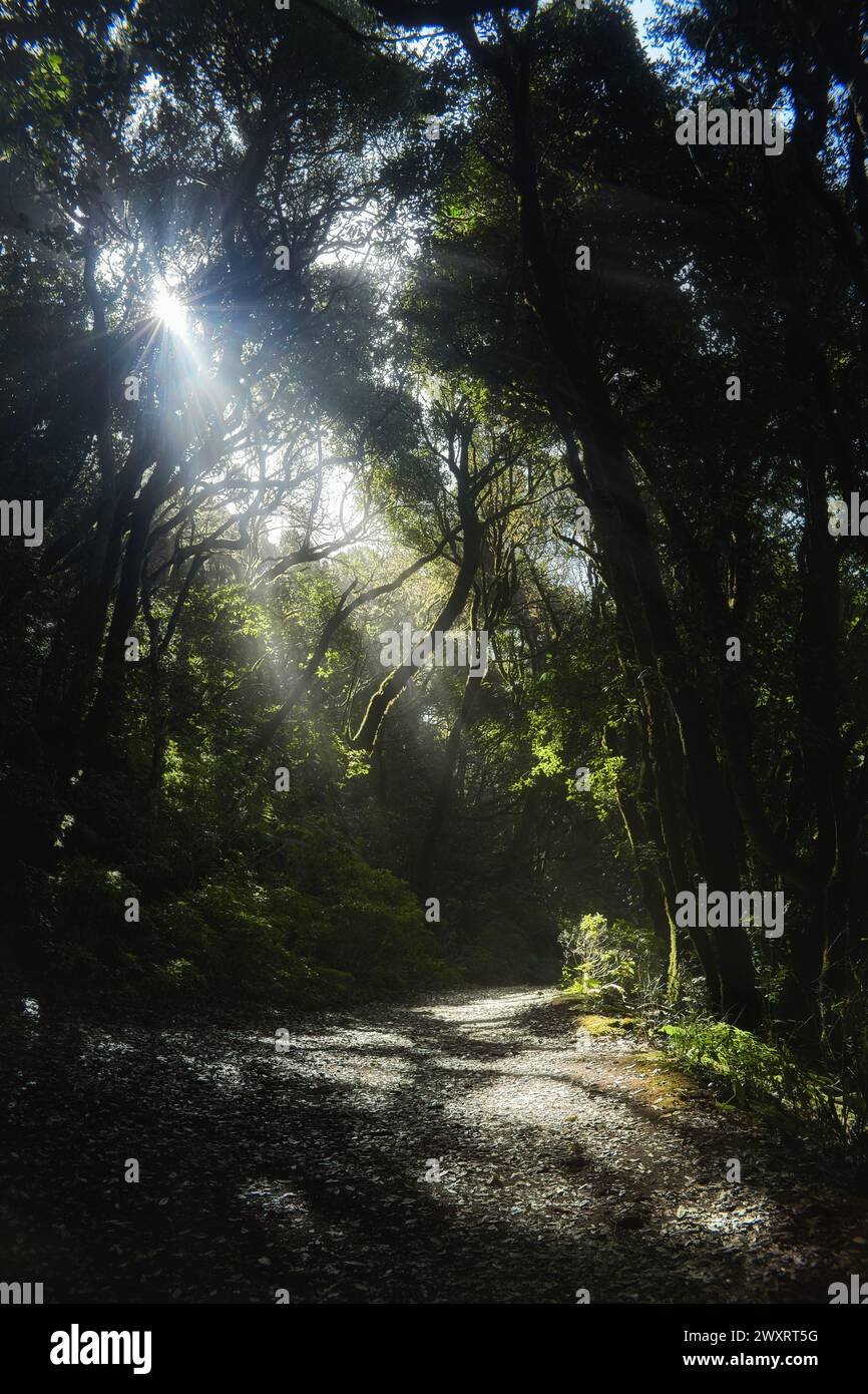 Suns rays penetrate the dense forest canopy, casting dappled light on ...