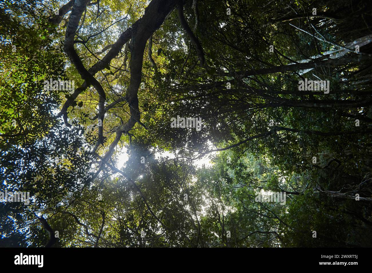 Sunlight filters through dense trees in the forest, creating a dappled ...