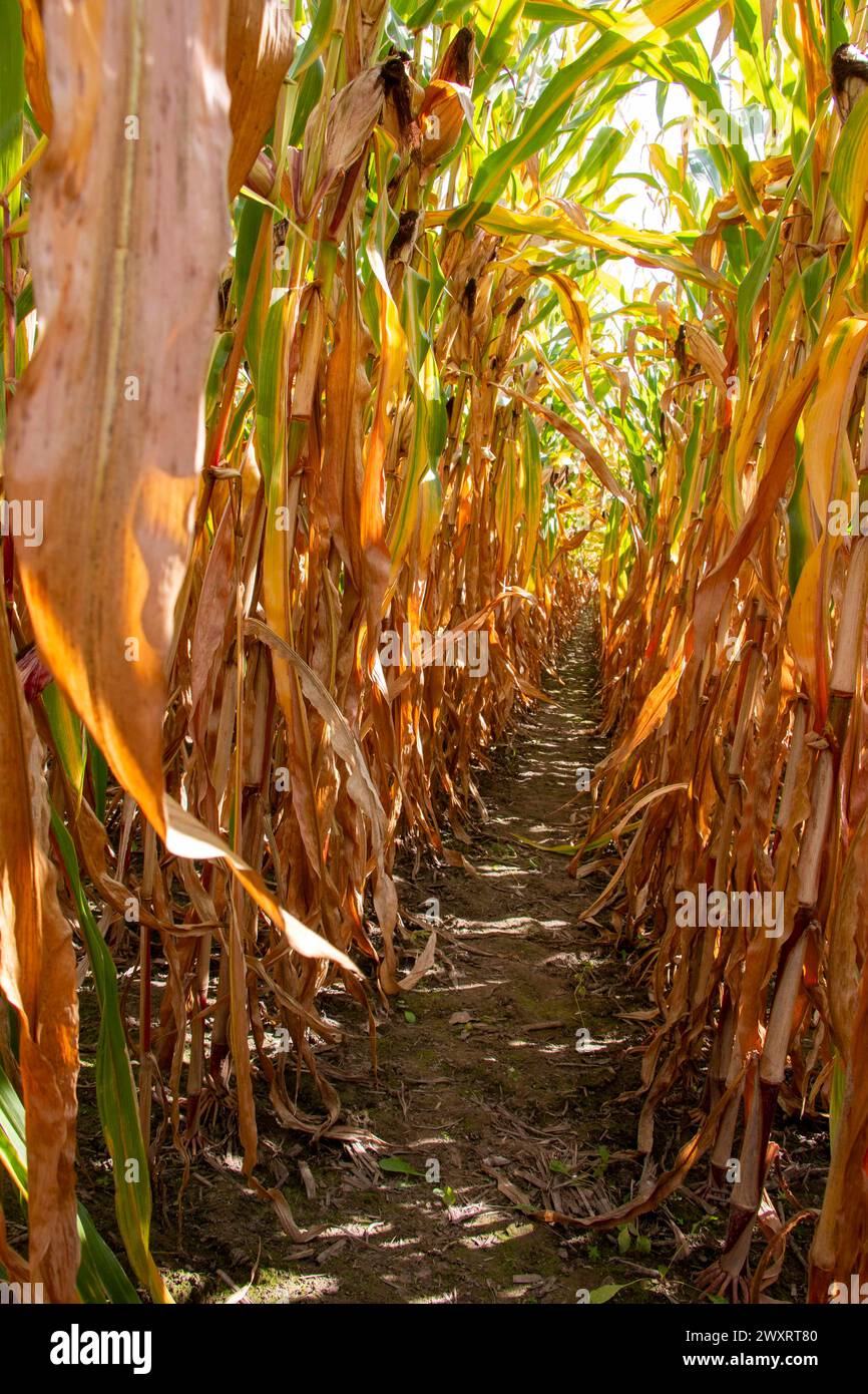 Path through corn field hi-res stock photography and images - Alamy