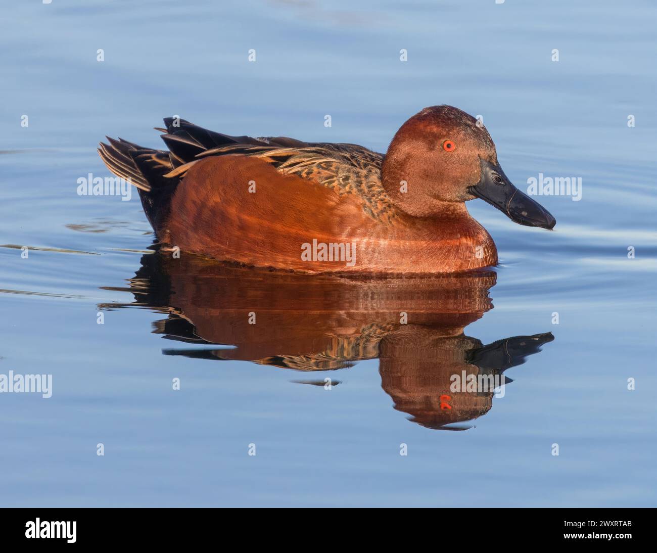 Cinnamon Teal Adult Male Swimming at the Marsh. Emily Renzel Wetlands ...