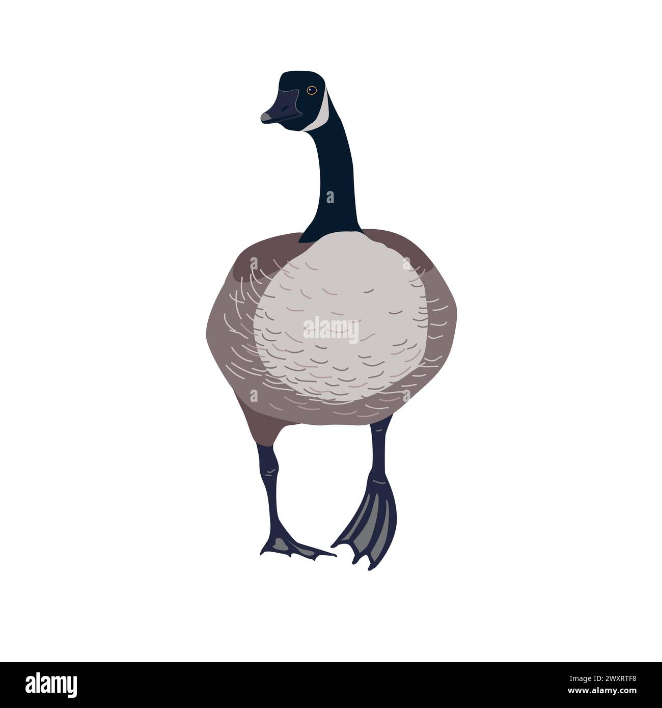 Canadian geese portrait Stock Vector Images - Alamy