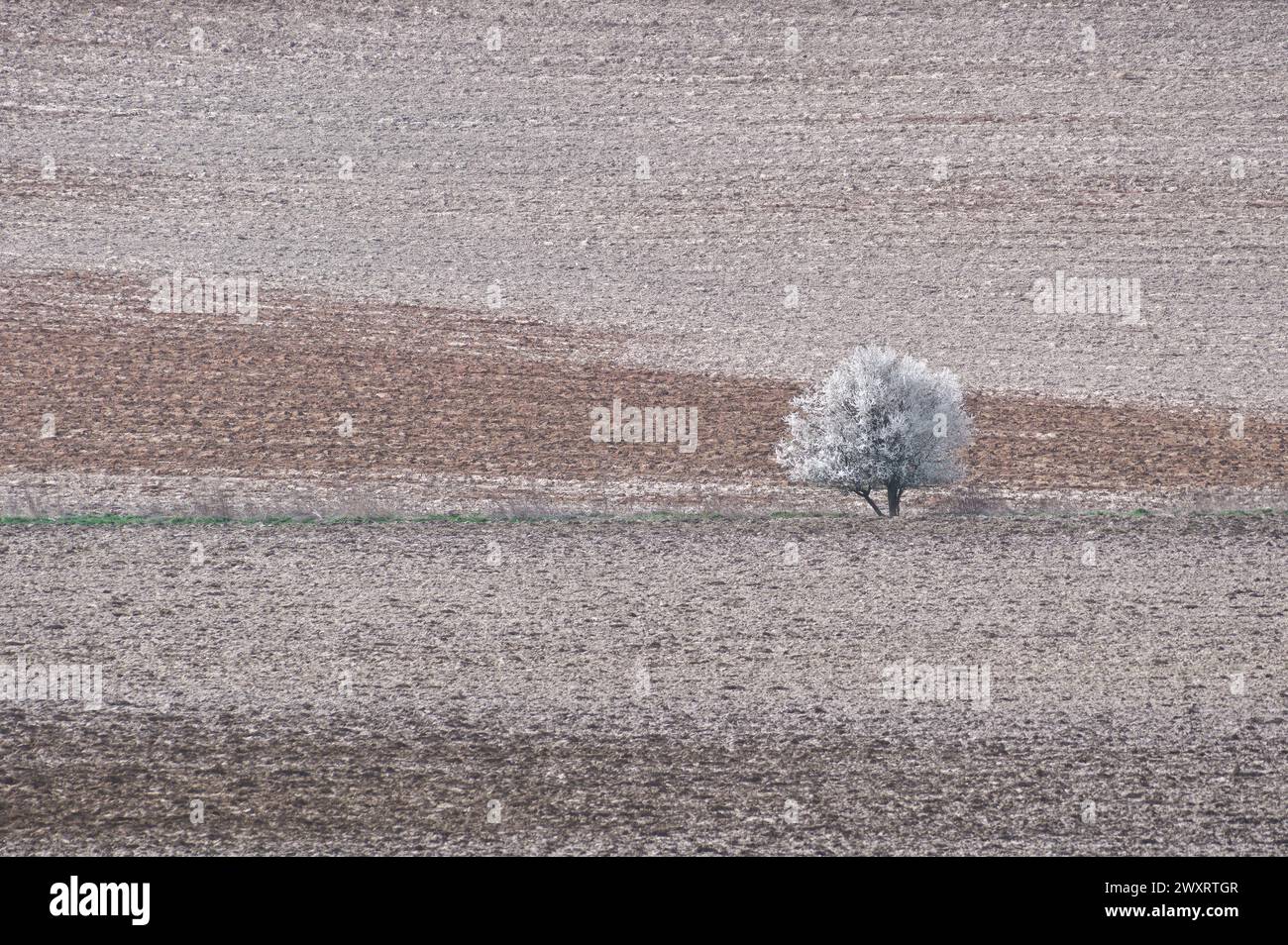 Lonely solitaire blossoming tree in the field. Minimalistic landscape ...
