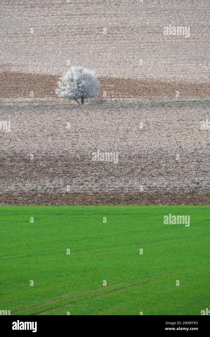 Lonely solitaire blossoming tree in the field. Minimalistic landscape ...
