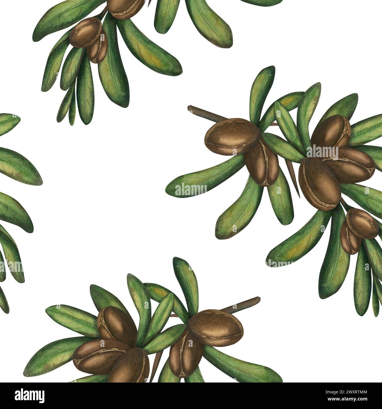 Seamless pattern of Argan tree seeds. Brown Argan nut with leaves ...