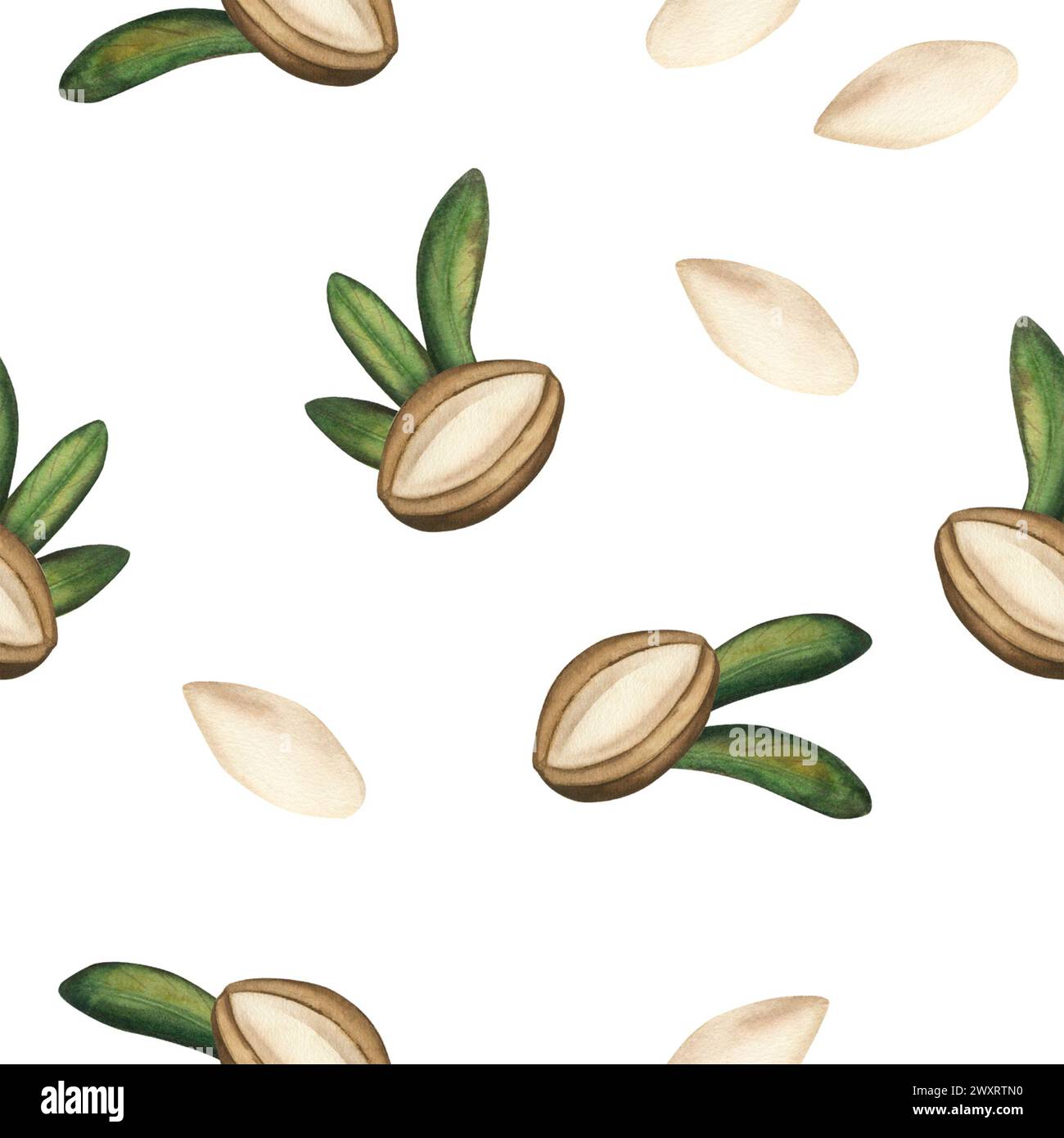 Seamless pattern of Argan tree seeds. Brown Argan nut with leaves ...