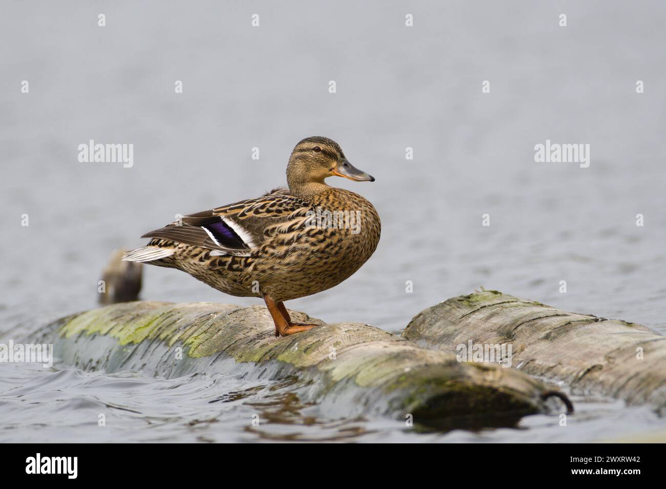 Anas Platyrhynchos, wild duck female in her habitat on the surface of ...