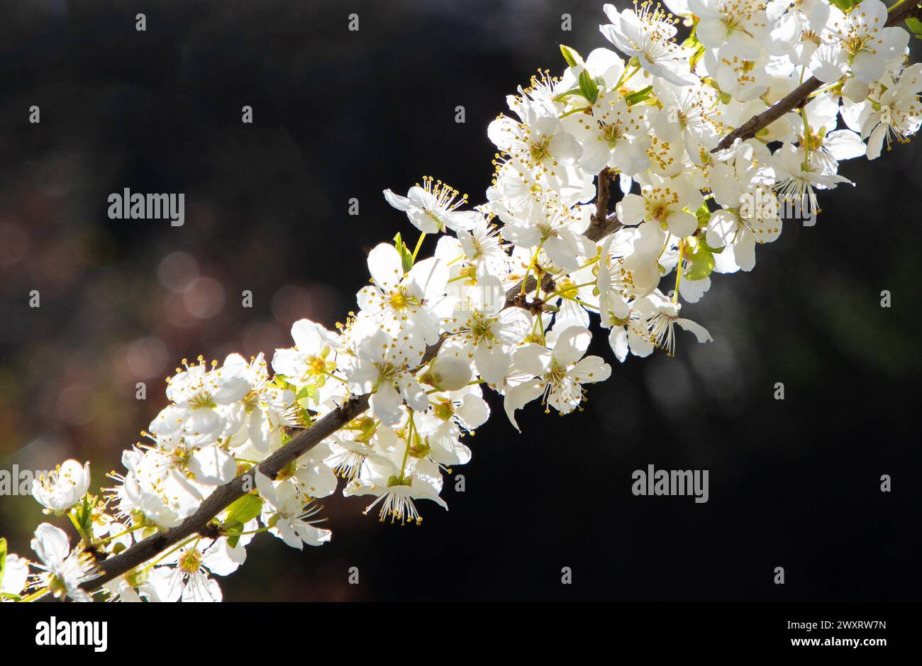 A branch with flowers of Prunus domestica (Mirabelle) in sunlight Stock ...