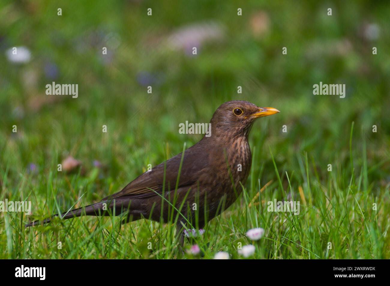 Songbird Turdus merula aka Eurasian or Common blackbird female in the ...