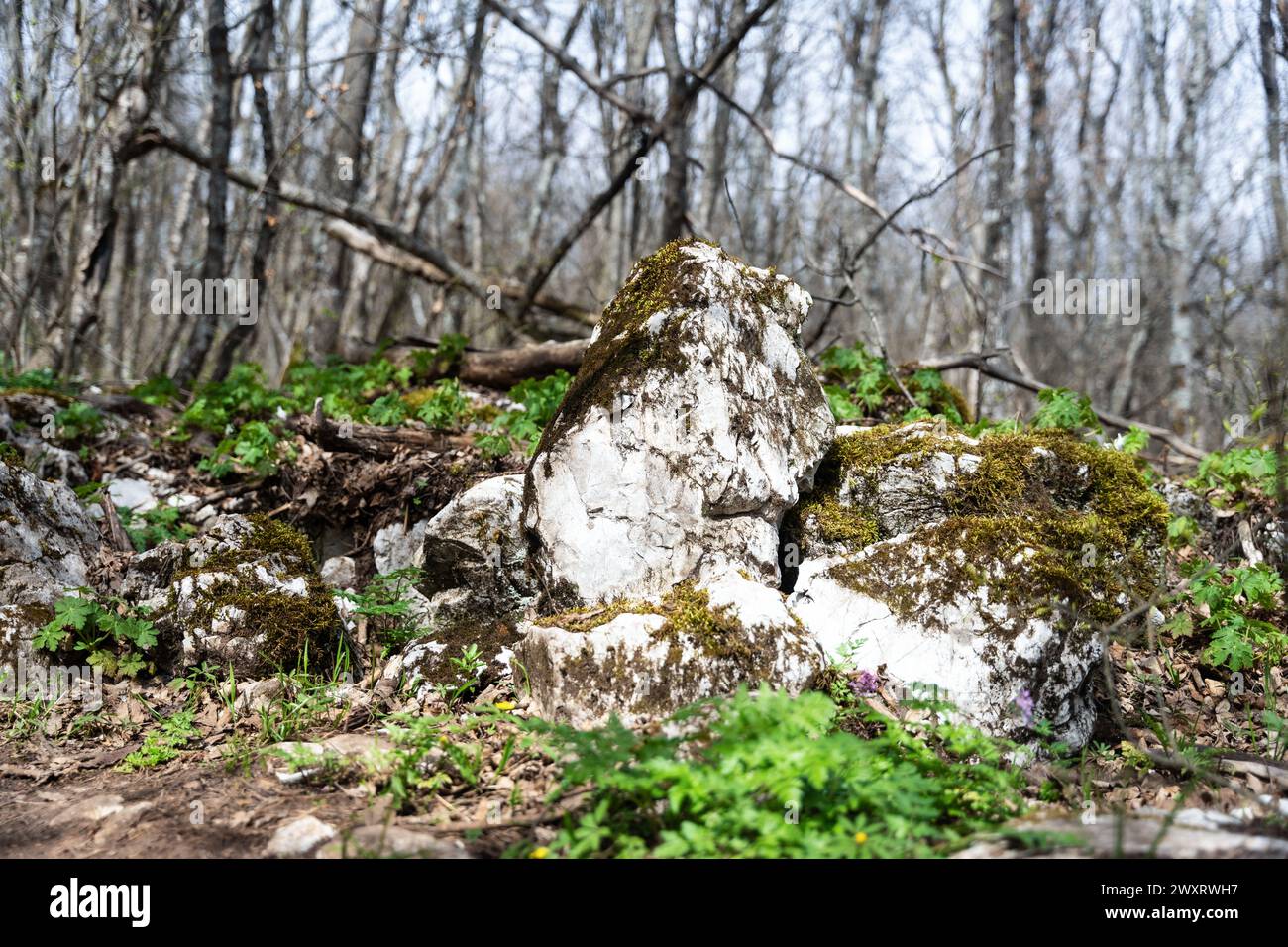 Details of the nature and natural state of the Rtanj mountain in ...