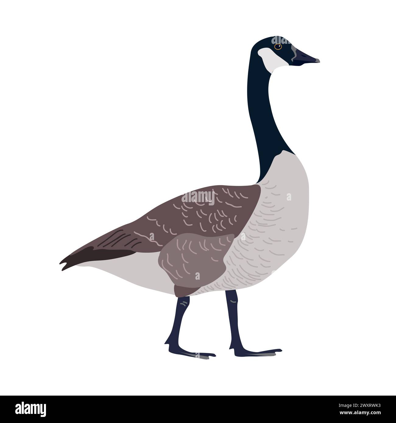 Canada birds Stock Vector Images - Alamy