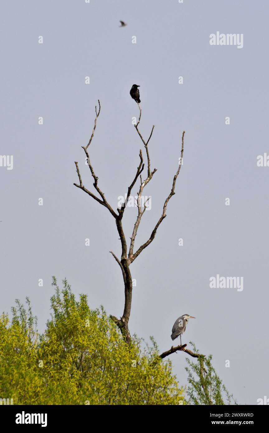 Minimalistic photo of bird on the top of dry tree. Corvus cornix aka ...