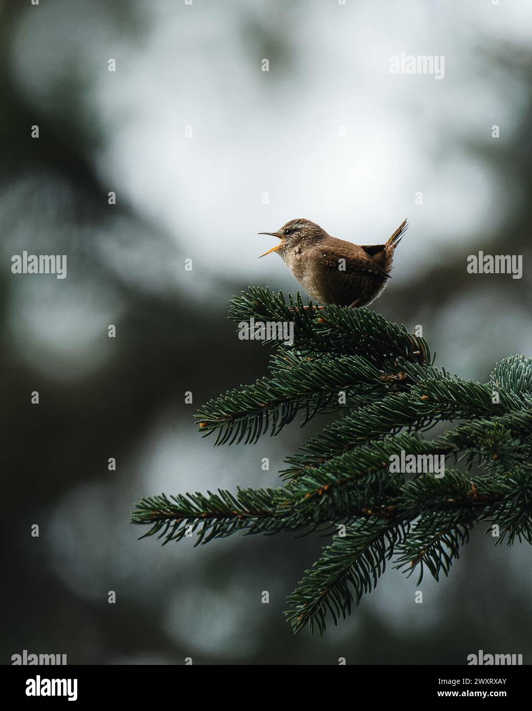 A tiny bird perched on a branch, chirping with its beak wide open Stock ...