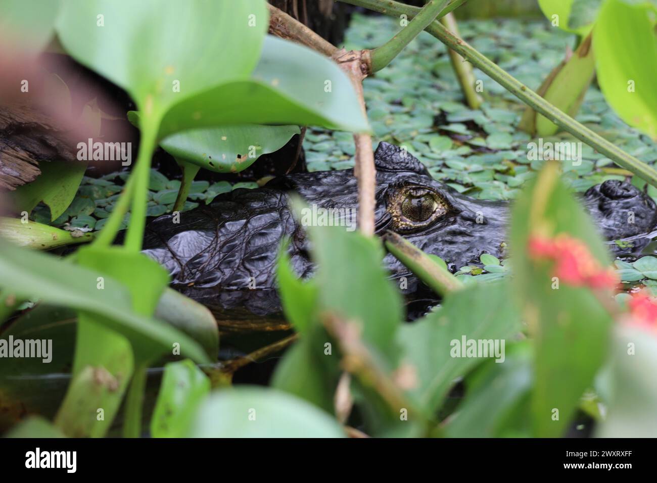 Majestic crocodile hi-res stock photography and images - Alamy