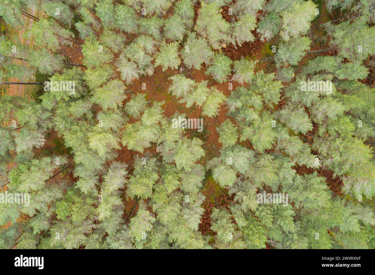 Forest scene from above hi-res stock photography and images - Alamy