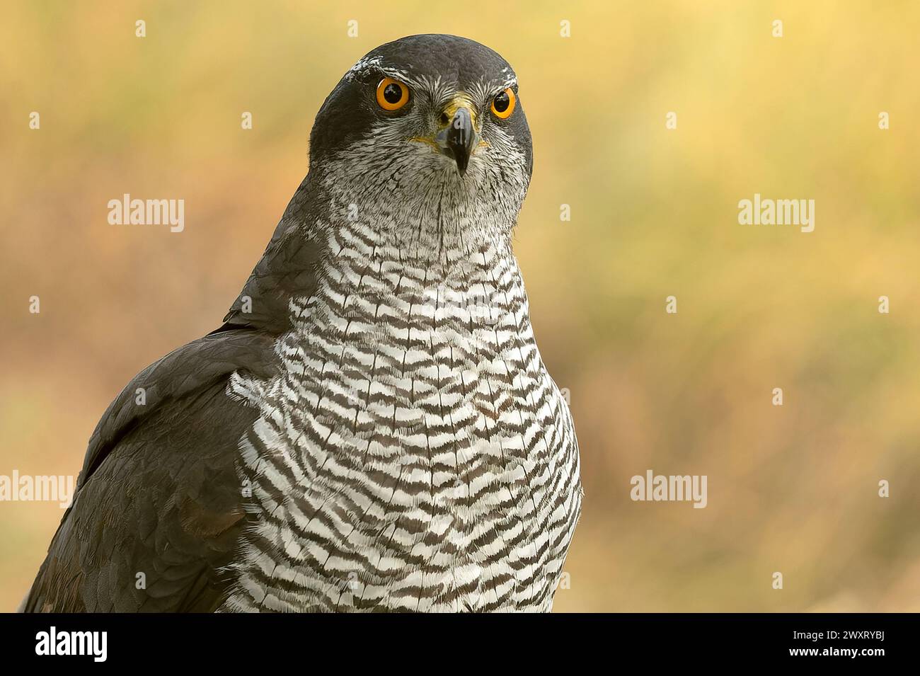 Adult goshawk hi-res stock photography and images - Alamy