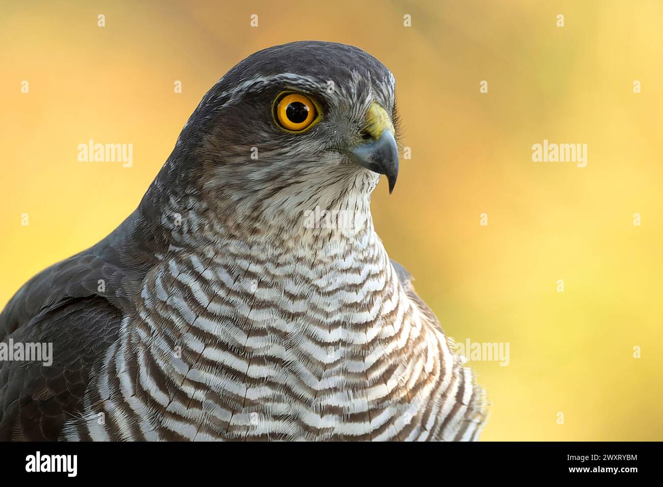 detail of the head of an adult female northern goshawk Stock Photo - Alamy