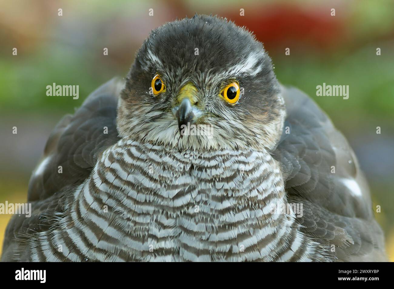 detail of the head of an adult female Eurasian sparrow hawk Stock Photo ...