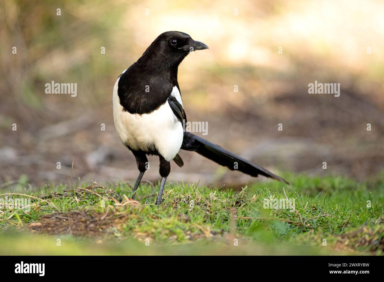 Common magpie in a Mediterranean forest with the first morning lights ...
