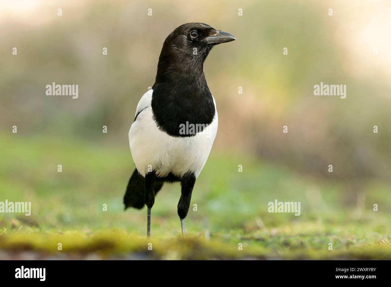 Common magpie in a Mediterranean forest with the first morning lights ...