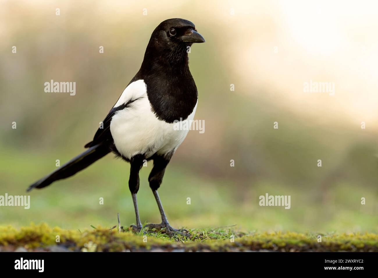 Common magpie in a Mediterranean forest with the first morning lights ...