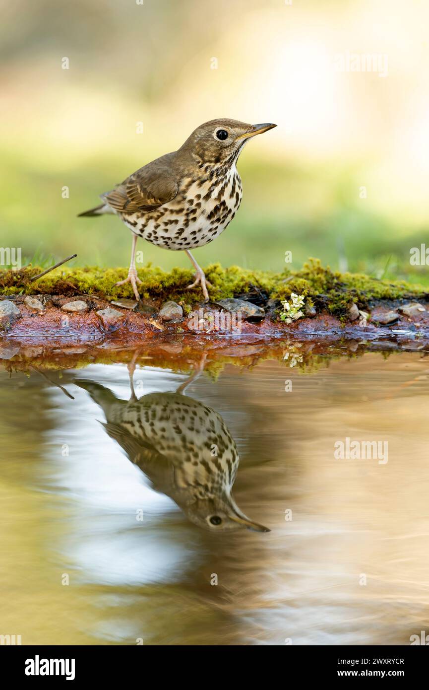 Song thrush in a Mediterranean forest with the first morning lights ...