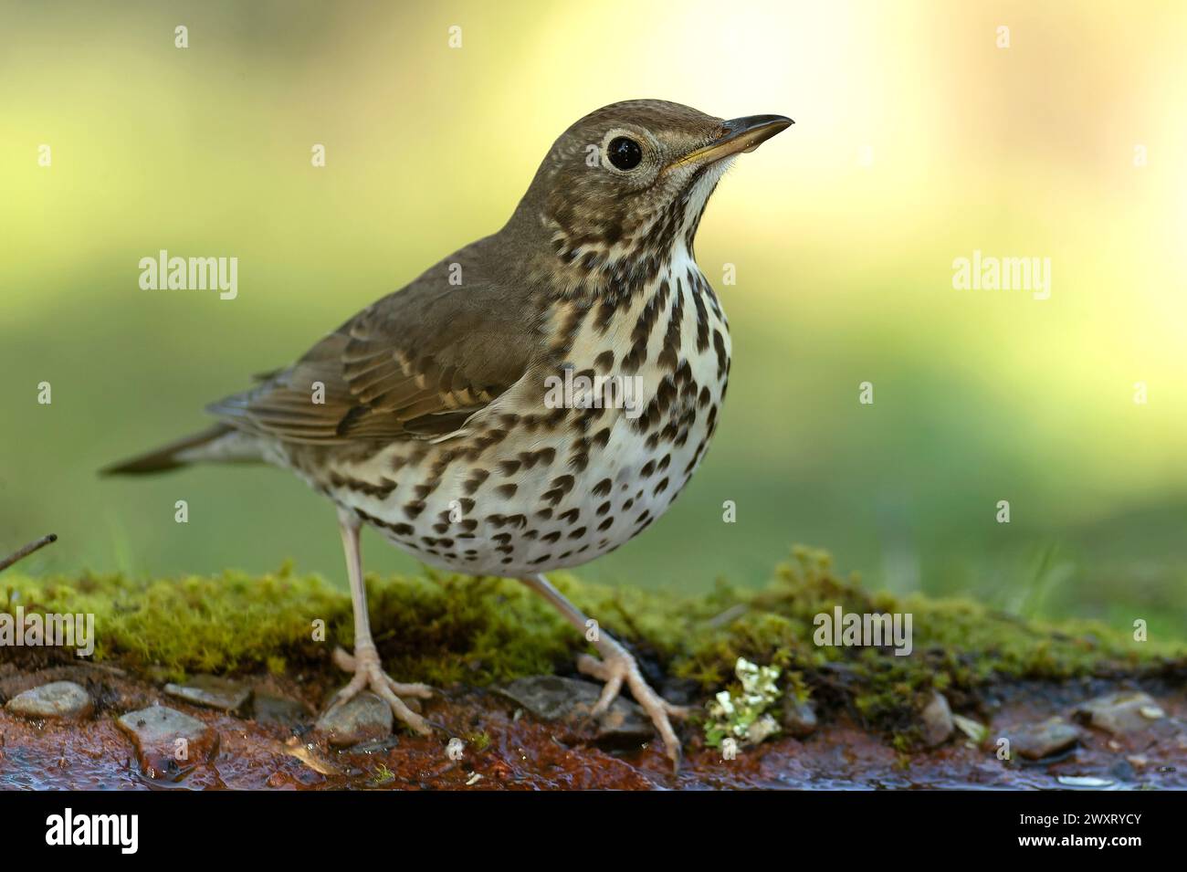 Song thrush in a Mediterranean forest with the first morning lights ...