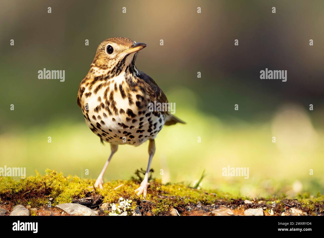 Song thrush in a Mediterranean forest with the first morning lights ...