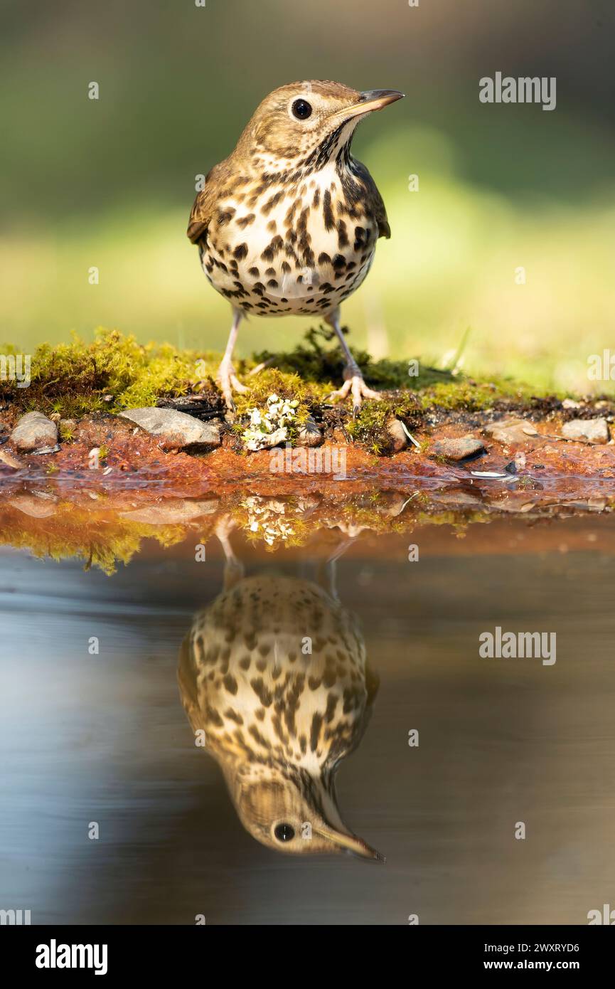 Song thrush in a Mediterranean forest with the first morning lights ...